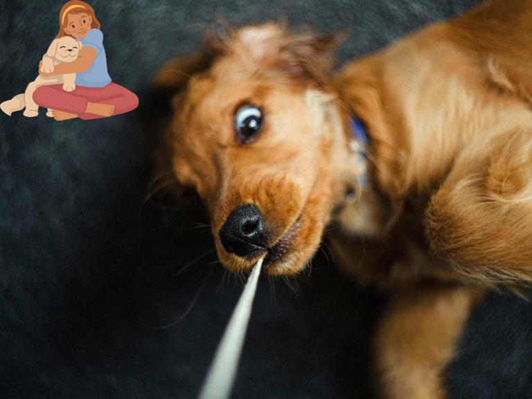 ¿Por qué mi perro se estira al verme? Hay un mensaje divertido detrás ...