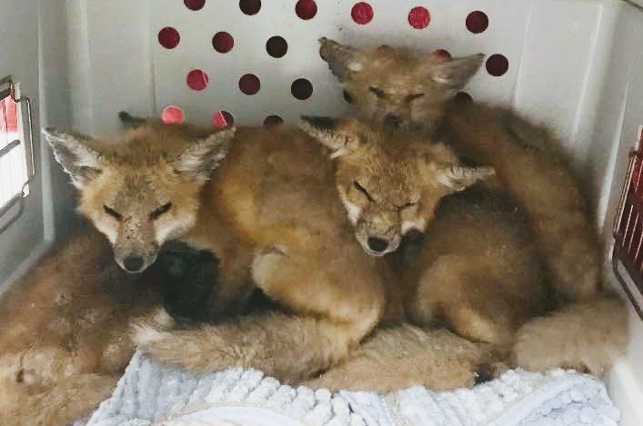 Nonprofit in Middle TN helping foxes affected by mange epidemic