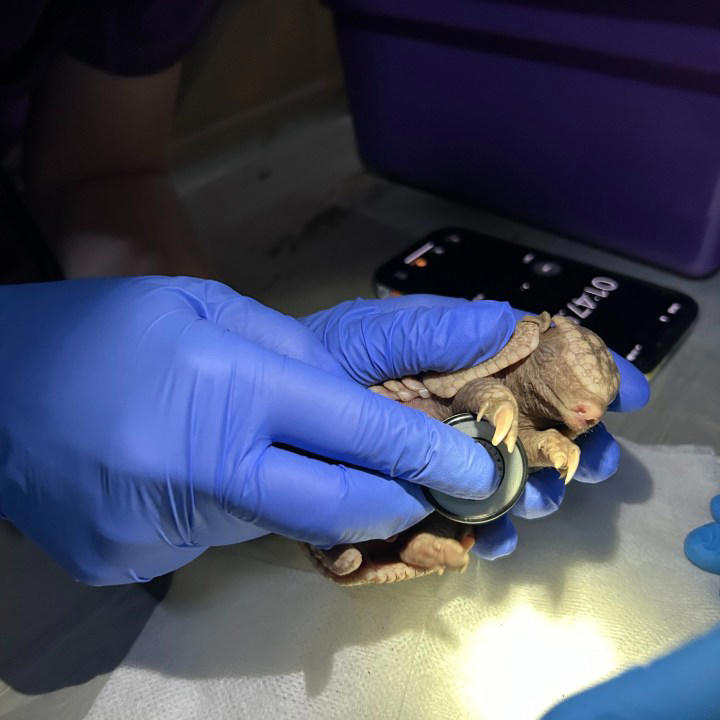 Mesker Park Zoo and Botanic Garden celebrates baby armadillo