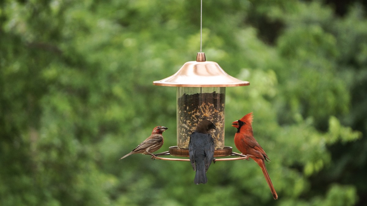 See how one woman creates the most whimsical bird feeders