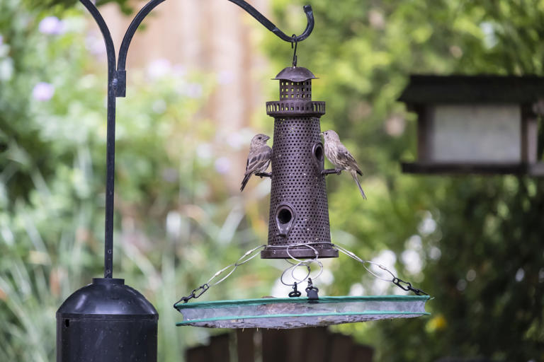 How to Landscape Under Bird Feeders