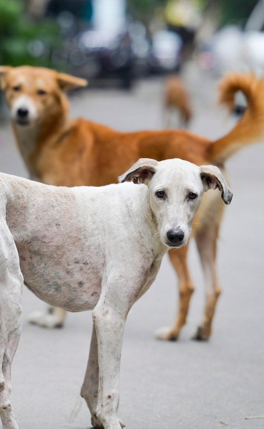 Powerful photos of street dogs surviving Delhi streets