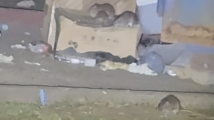 Viral rat videos spark official investigation at Houston apartment complex