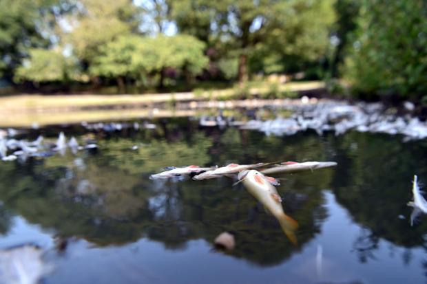 Park visitors speak of shock and disgust as hundreds of fish die in lake