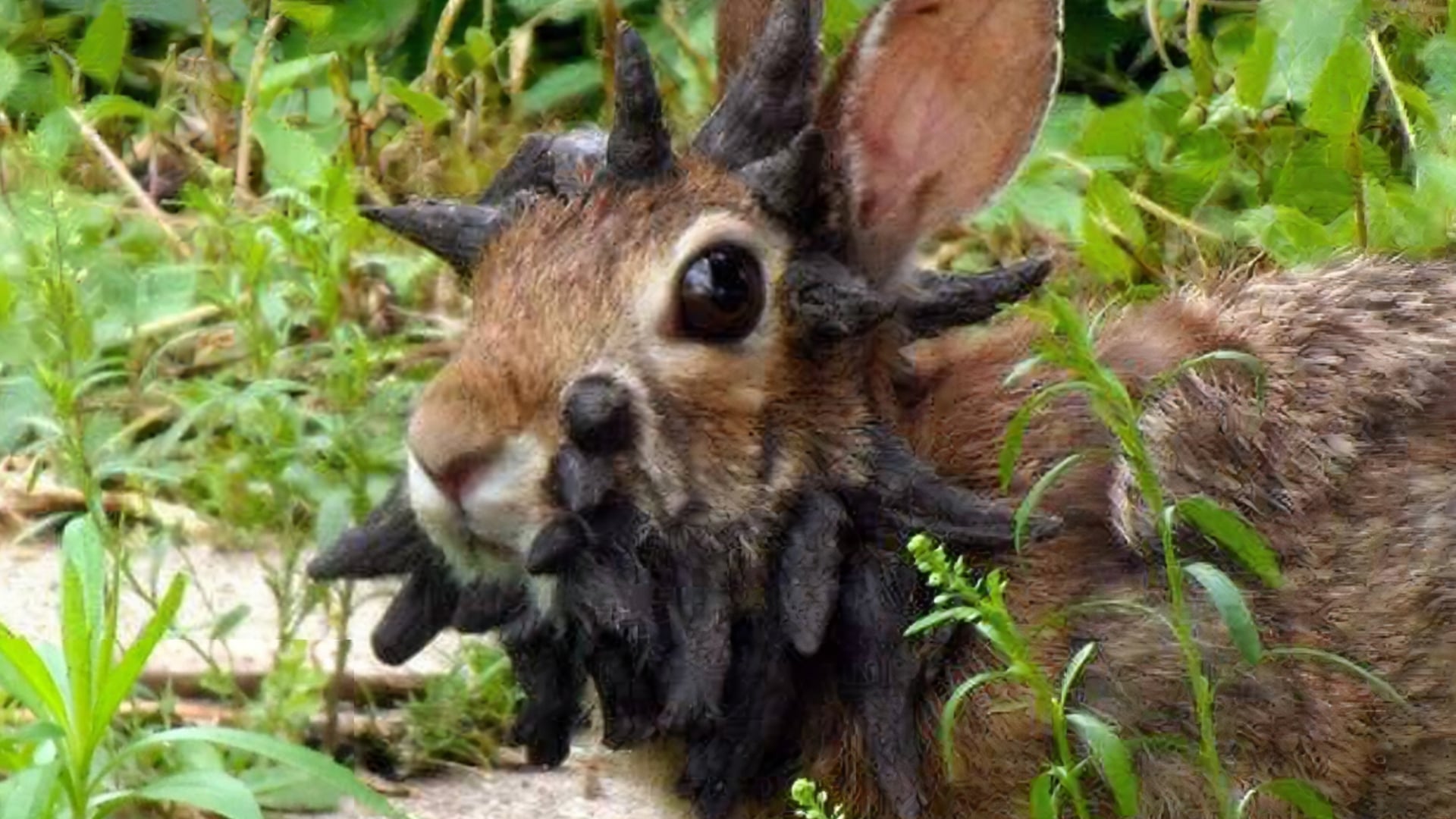 Virus Creating “Tentacle” Rabbits in Colorado