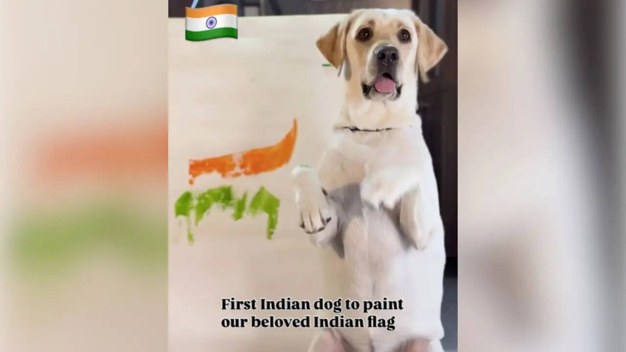 Dali Is Back In Spotlight, Becomes '1st Indian Dog To Paint The ...