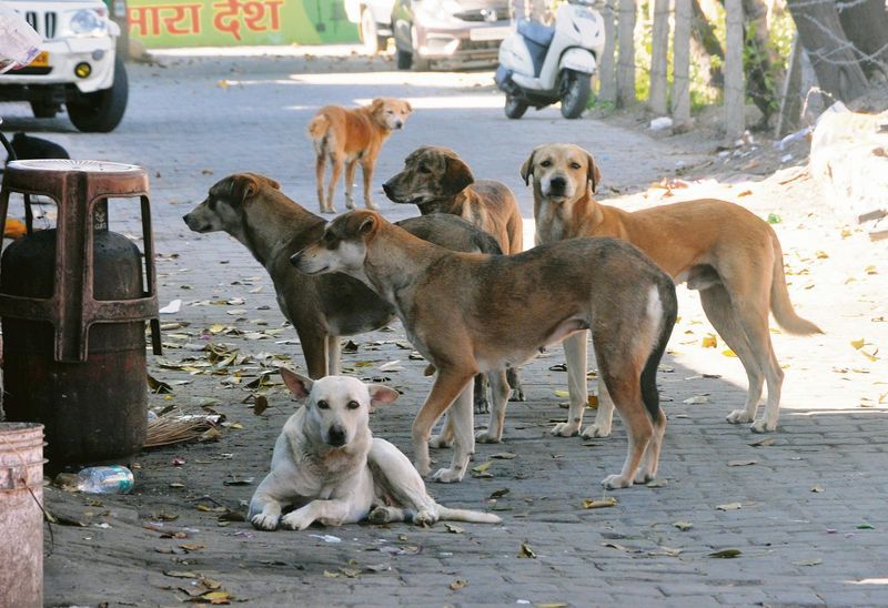 Stray dogs in Delhi-NCR: SC says whole problem due to 'inaction' of ...