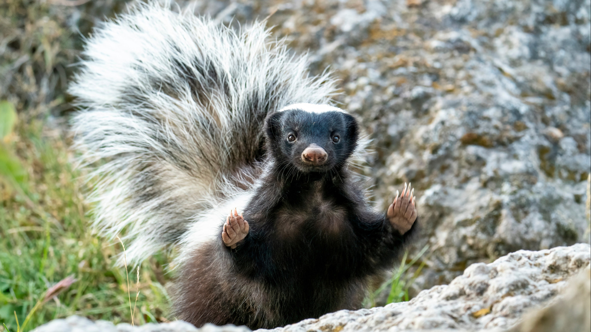 The stinkiest things in the world