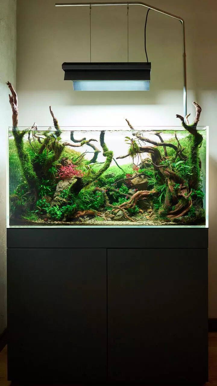 How to set up a planted aquarium at home and the types of fish to keep ...