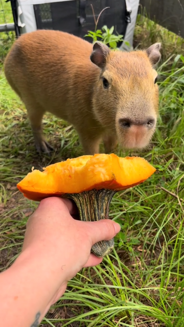 Capybara Taste Test Chaos Cheesecake’s Picky Palate vs. Pumpkin’s