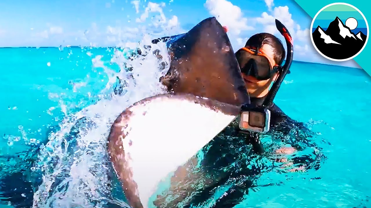 Feeding Hungry Stingrays Up Close