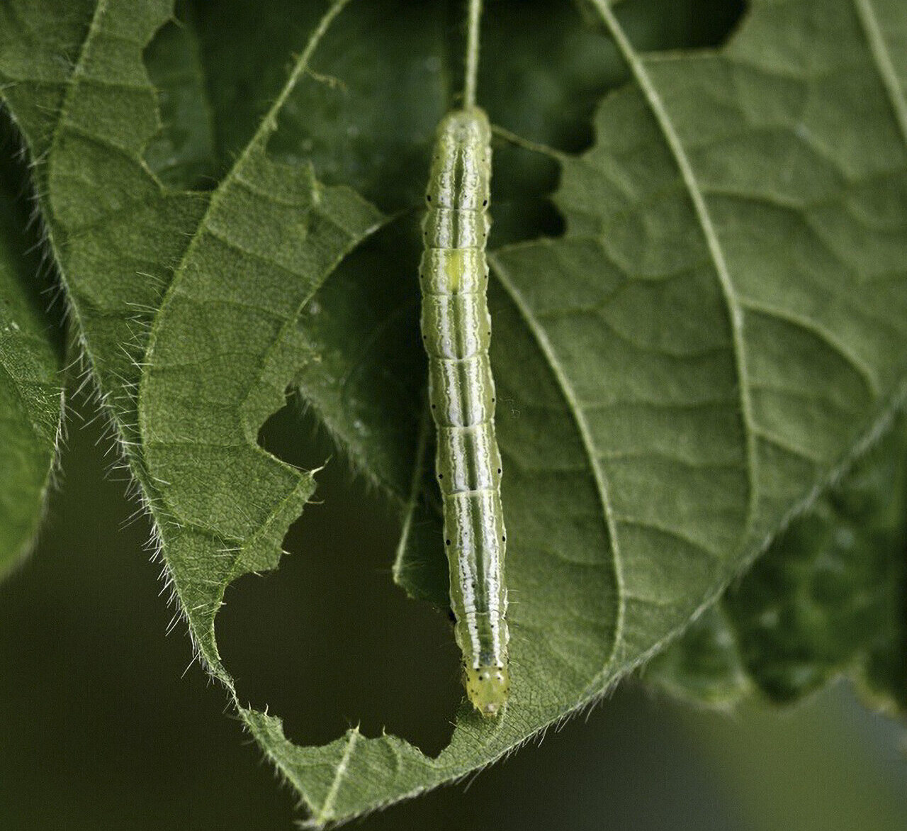 Soybeans seem to inherit the bad memories of their parents