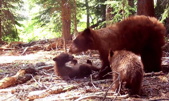Mama Bear Shows Tussling Cubs Who's Boss in Adorable Play Fight