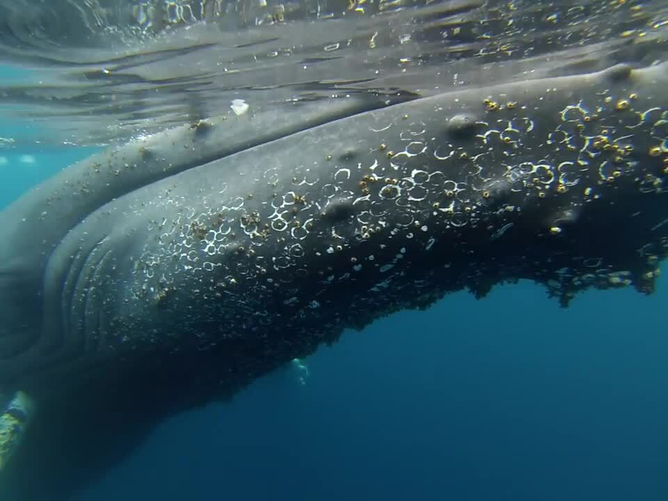 Humpback Whale Stops to Say Hello