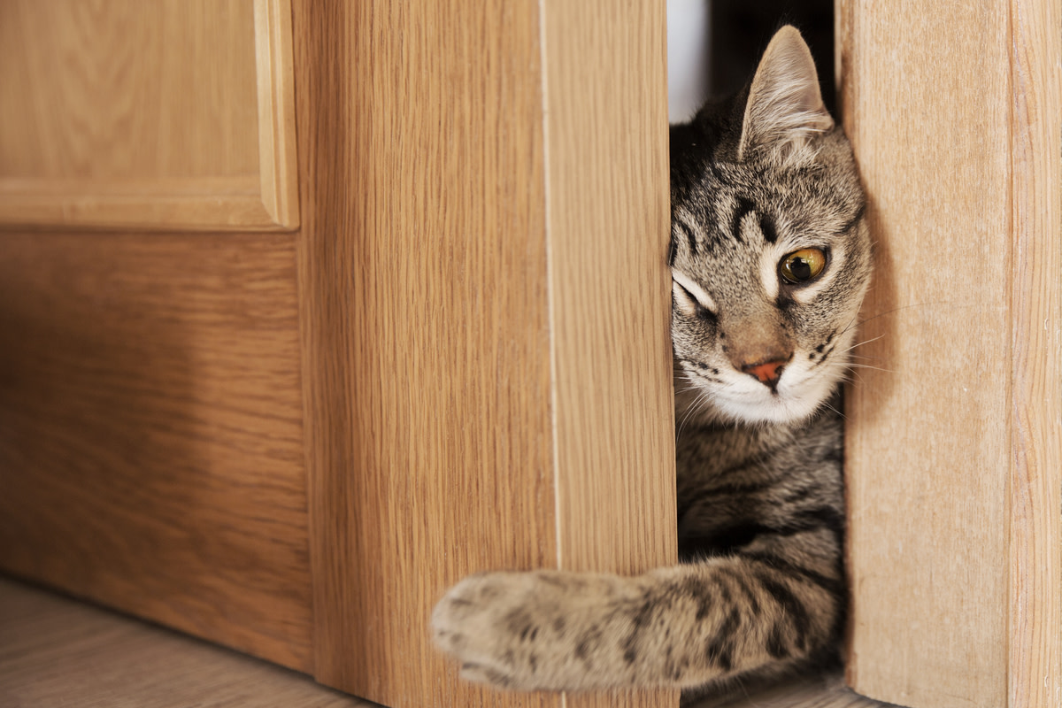 Tabby Cat With Midnight Munchies Caught Stealing Funyuns From Cabinet