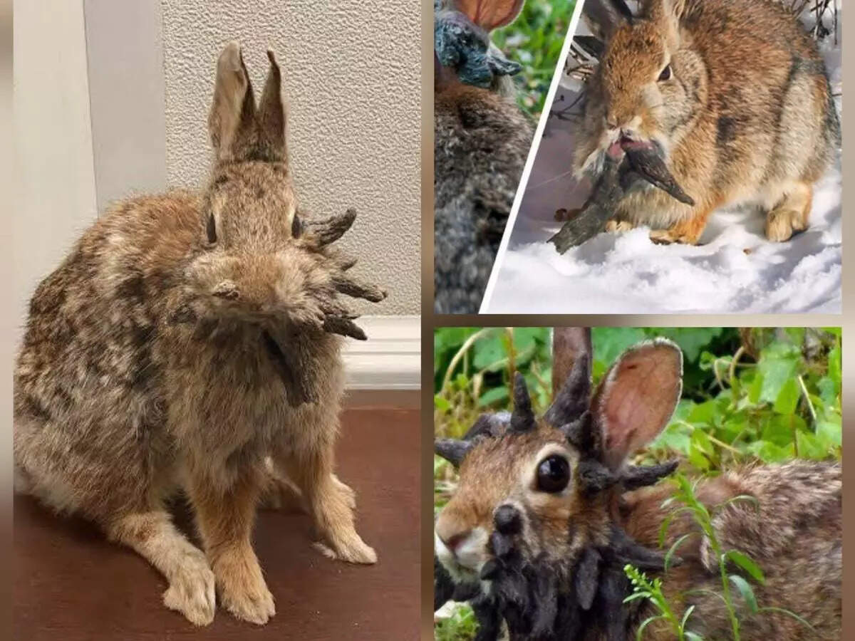 Dangerous virus on the prowl? Scientists investigate Colorado rabbits ...