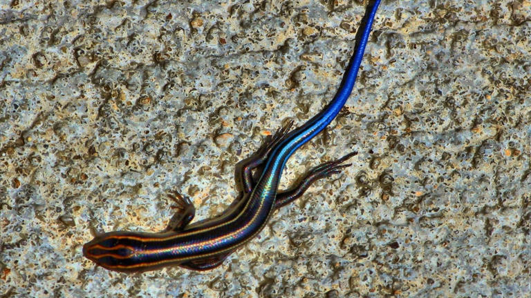 World Lizard Day 2025 — 8 Rare Species Of Lizards You Should Know About