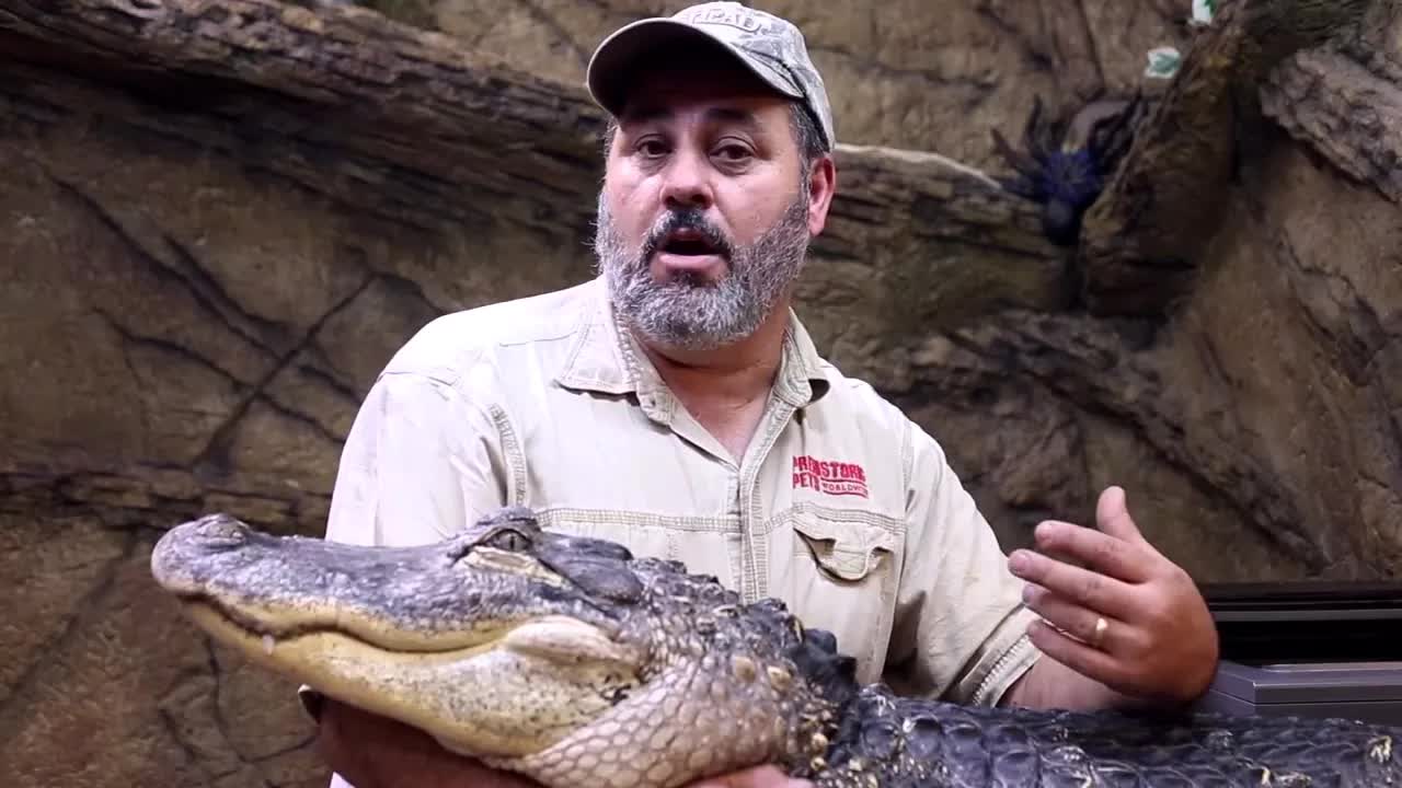 darth gator the american alligator for new years