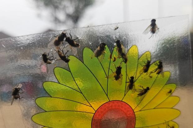 'Biblical' fly infestation could be linked to contents of warehouse
