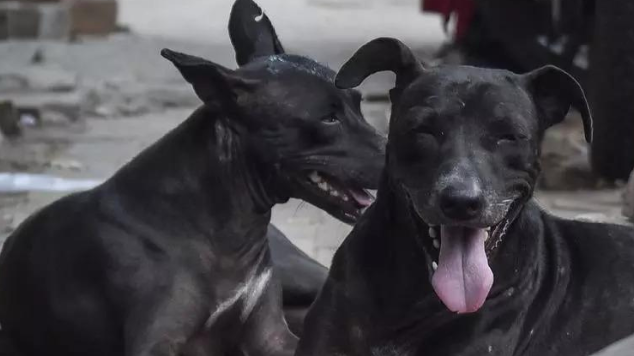 Dog bite panic meets policy: UP snips and jabs its way to safer streets; 2,84,641 strays ...