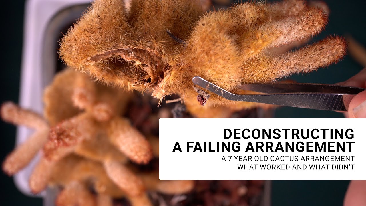 I messed up with these cacti but a few things survived