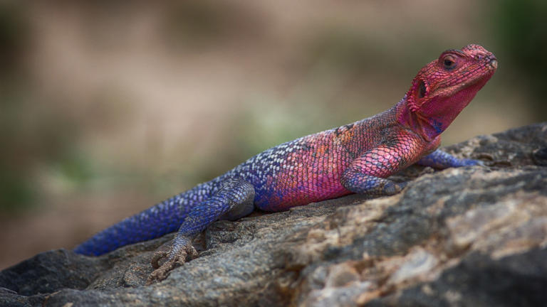 World Lizard Day 2025 — 8 Rare Species Of Lizards You Should Know About