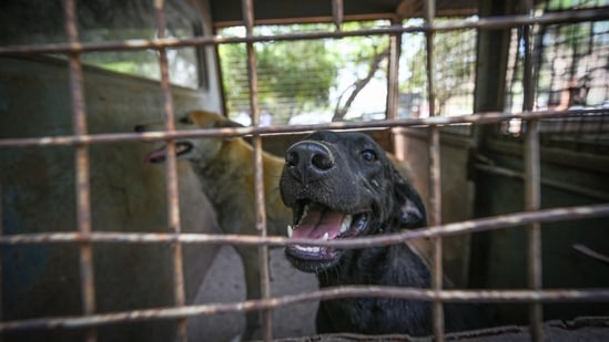 ‘Meat-eaters call themselves animal lovers’: What govt told SC in stray ...