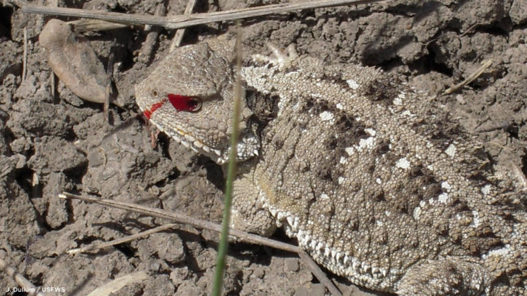 World Lizard Day 2025 — 6 Weird Lizard Behaviours That Will Surprise You