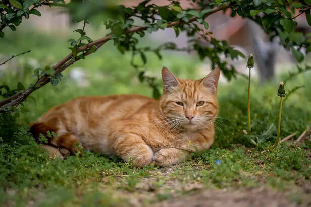 Most Popular Cat Breeds in India and Their Unique Traits