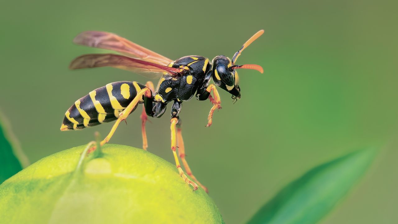 The 2-herb combo that creates a no-fly zone for wasps (and exactly ...