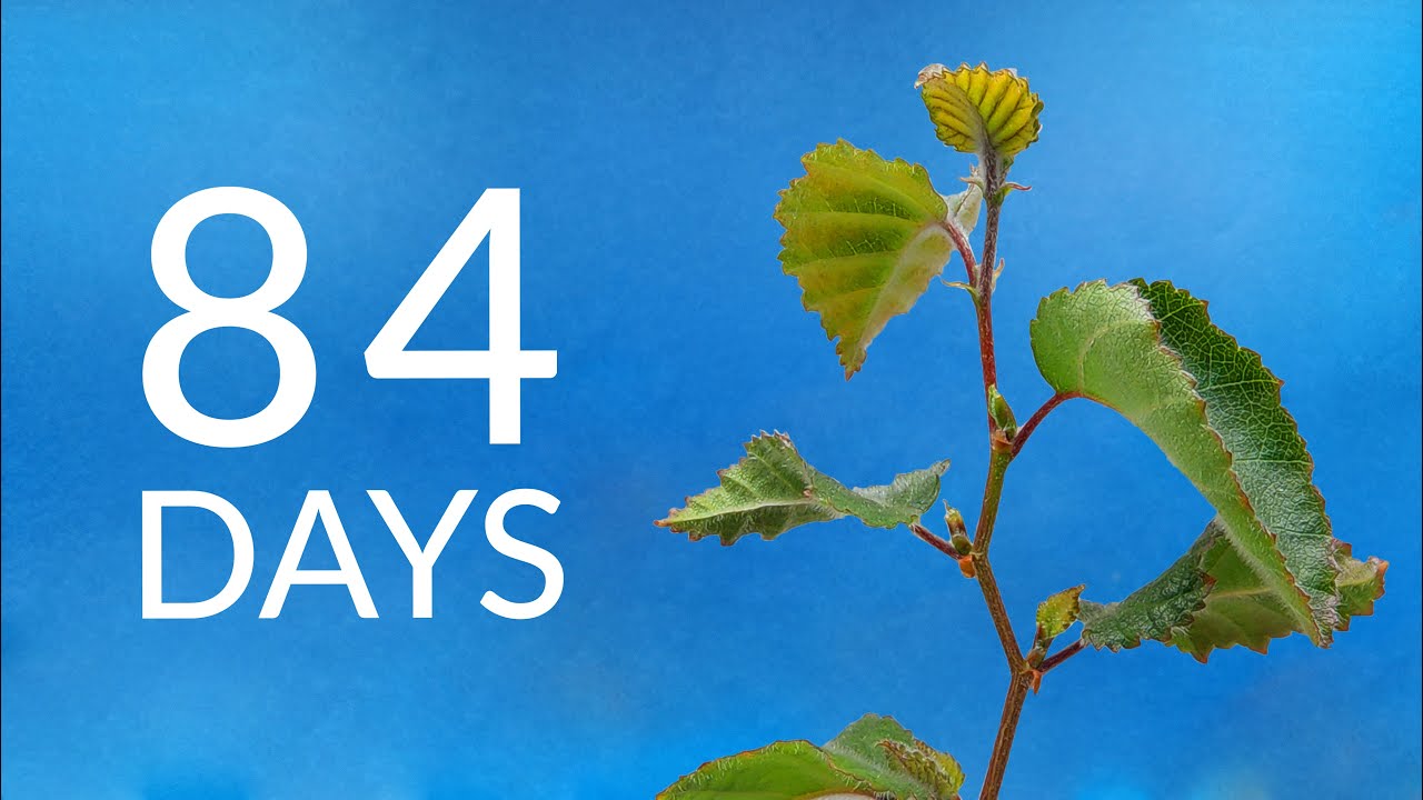 Growing a BIRCH TREE from Seed Time-lapse