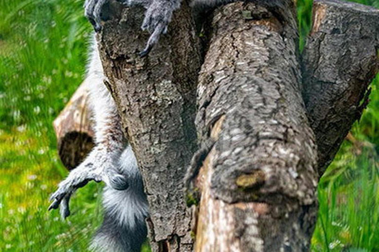 World's oldest lemur dies in Scotland aged 39 just months after ...