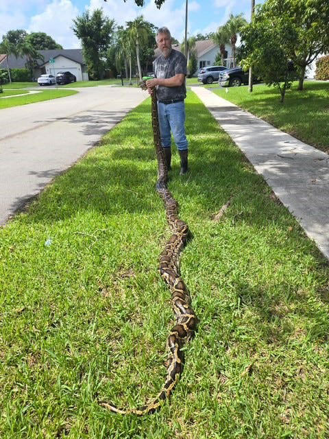 Massive monster: See the longest snake caught in the 2025 Florida ...