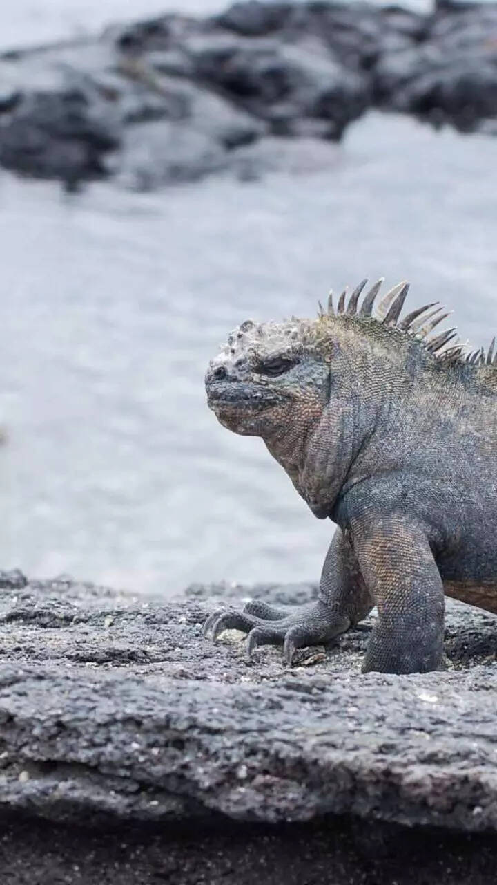 10 creatures that can live inside volcanic zones