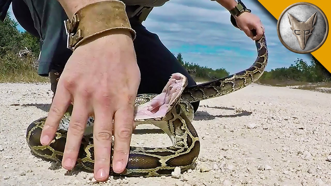 Python Bites And Strikes A Wild Encounter With Nature