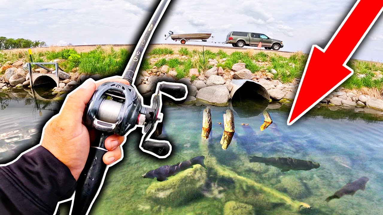 Unbelievable giant fish living in crystal clear roadside pond