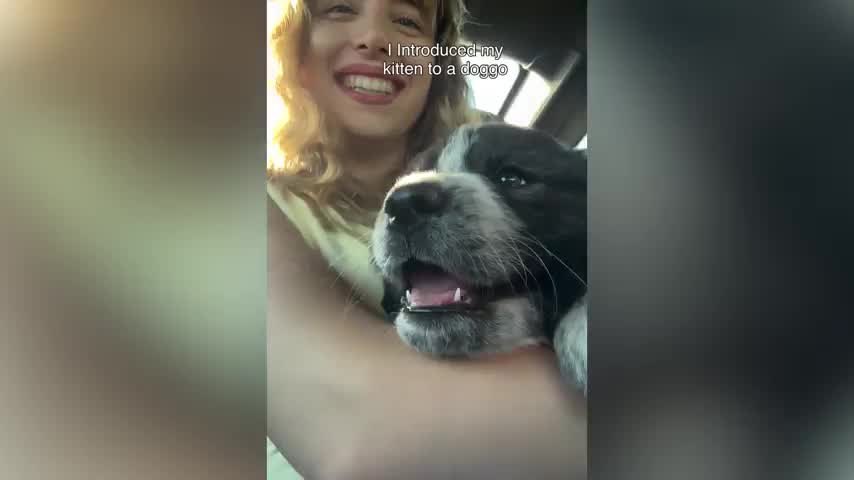 Cat Has Identity Crisis After Owner Adopts Puppy