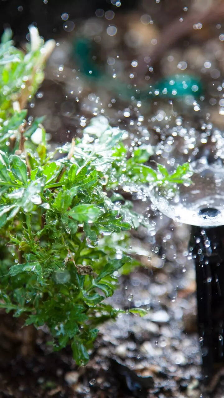 How to build a balcony water garden with easy care steps