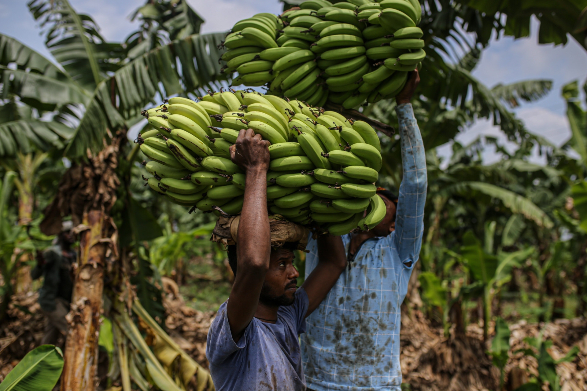 The world’s gone bananas, but who eats the most?
