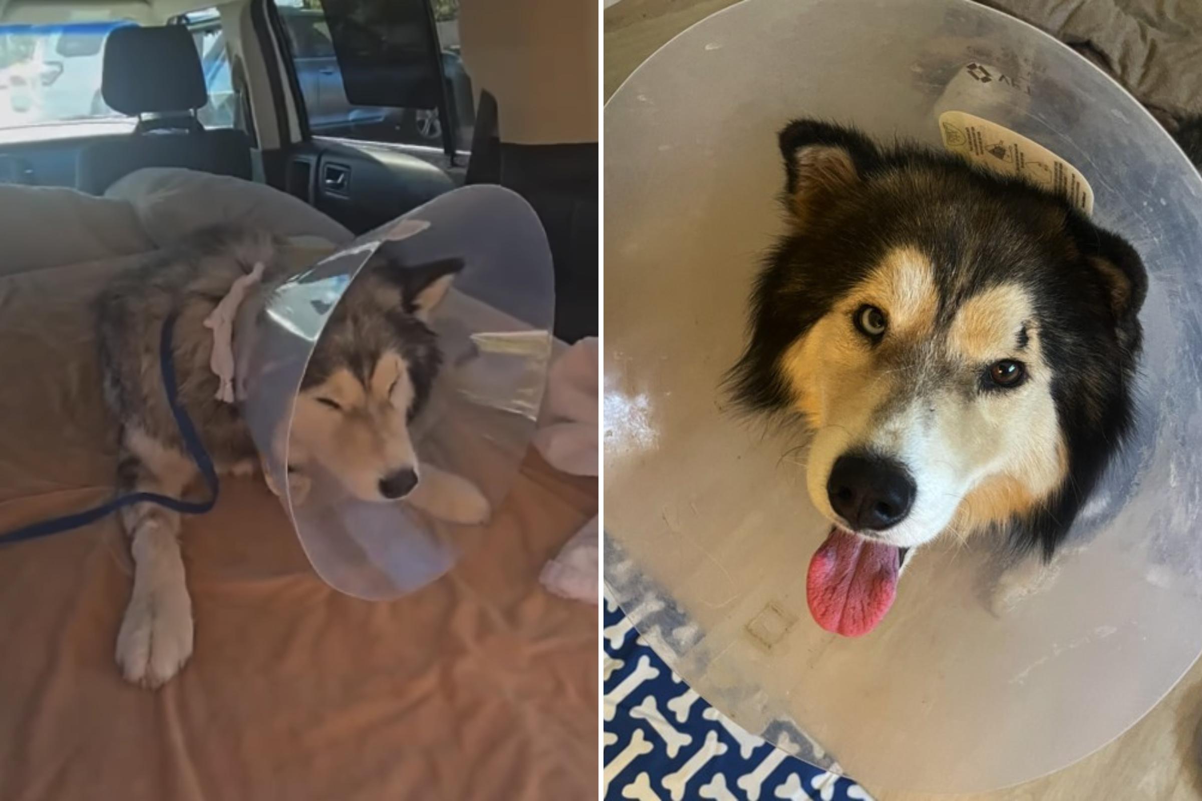 Husky on euthanasia list after being hit by a car—Then unexpected happens
