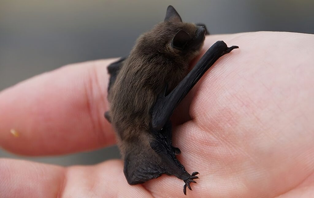 The Tiniest Creatures in the Animal Kingdom