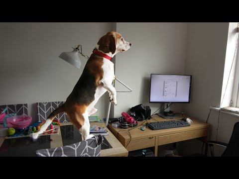 Dog gives sister a heartwarming welcome home