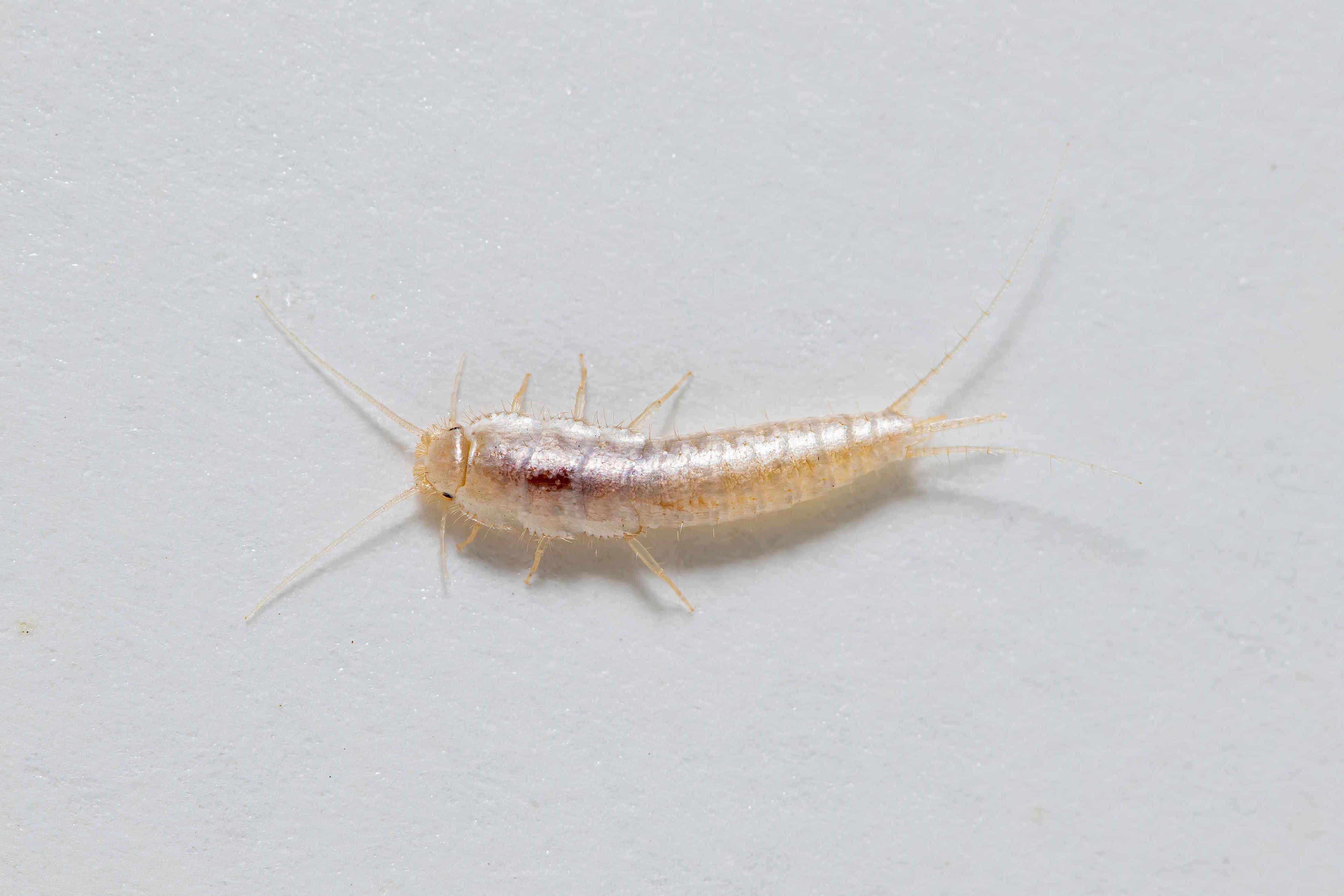 Don't Let Silverfish Get Comfortable in Your Home—Here's How to Keep ...