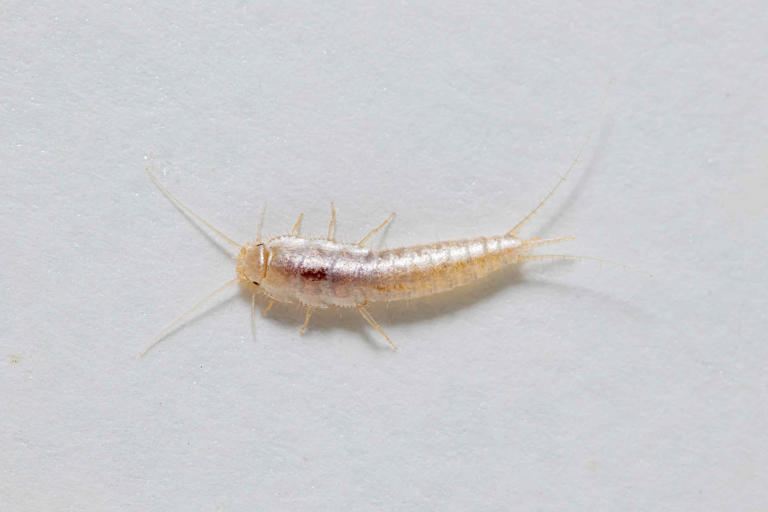 Don't let silverfish get comfortable in your home—here's how to keep ...