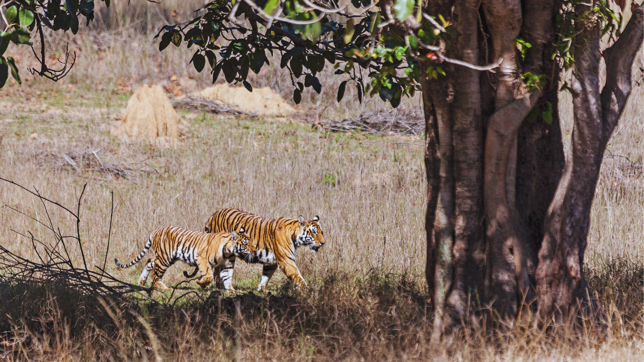 8 iconic animals of India and where to spot them