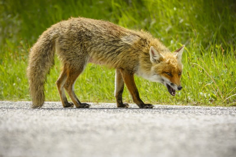 Rabid Fox Bites 2 in Same Morning in North Carolina