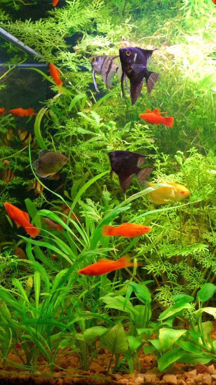 How to set up a planted aquarium at home and the types of fish to keep ...