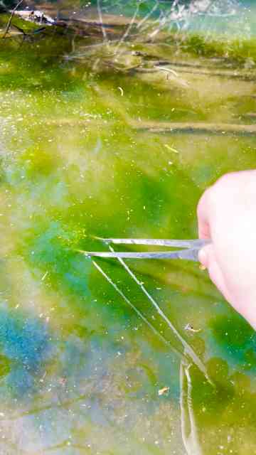 What Lives In Pond Water Slime Under The Microscope?
