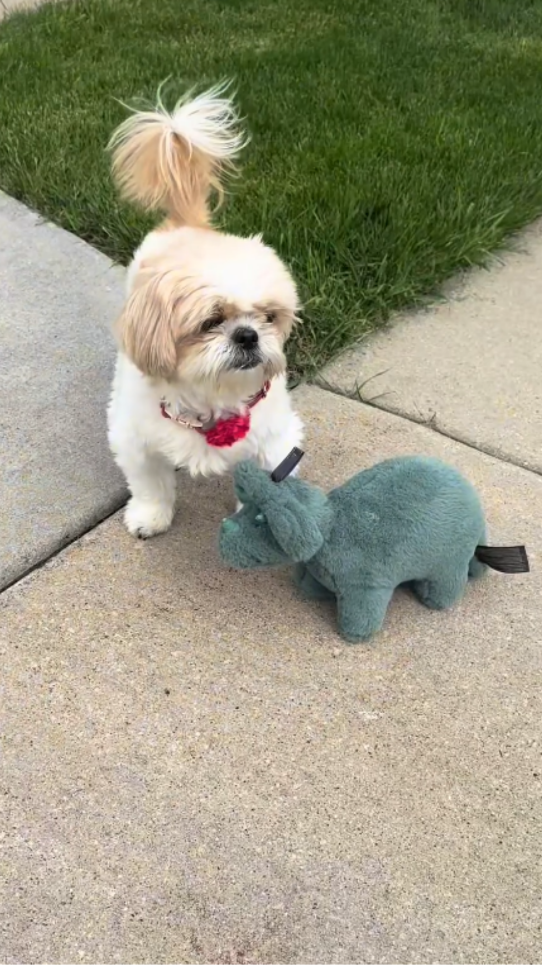 Playtime Outside with Stella and Her Favorite Toy – So Much Fun