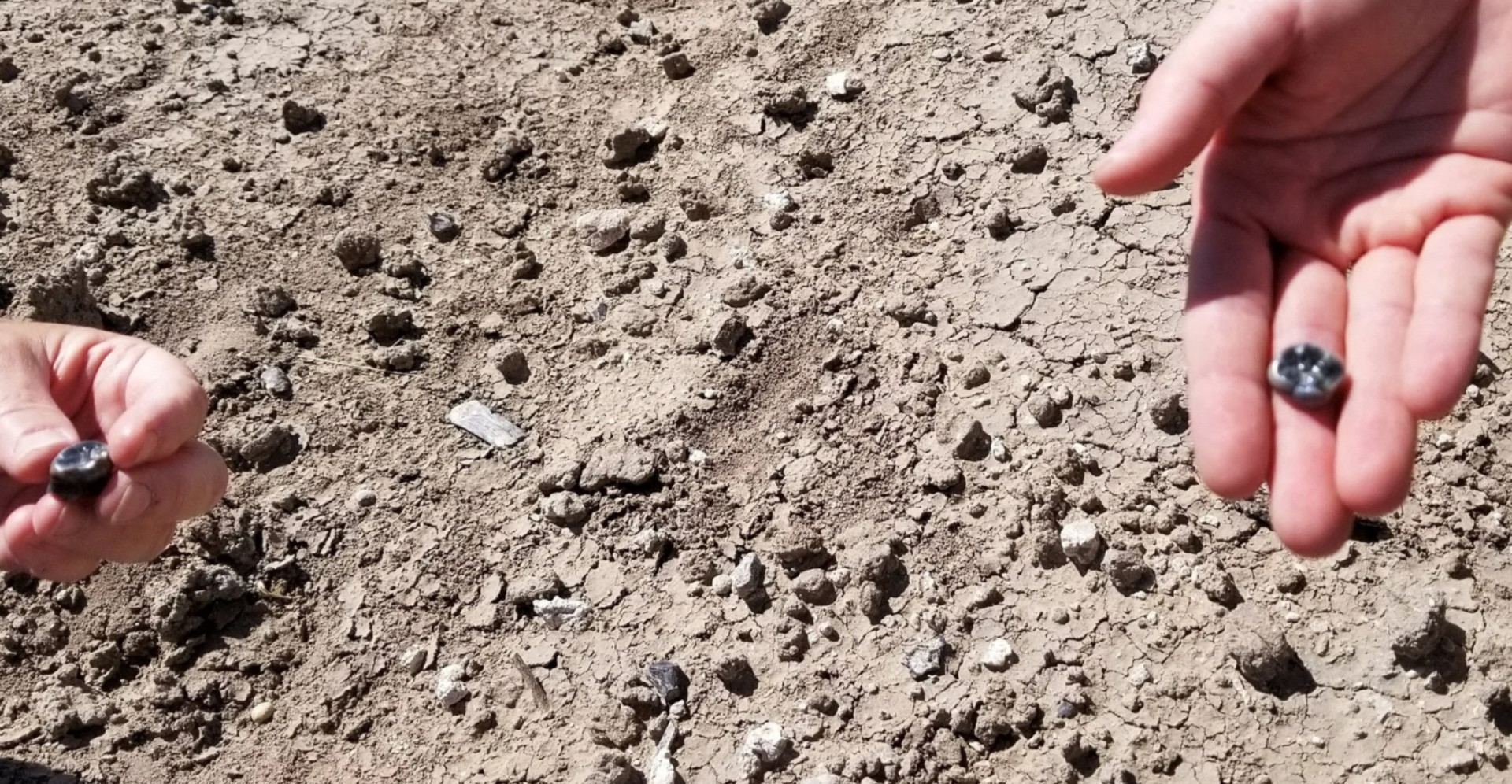 Fossils reveal new species of human ancestors